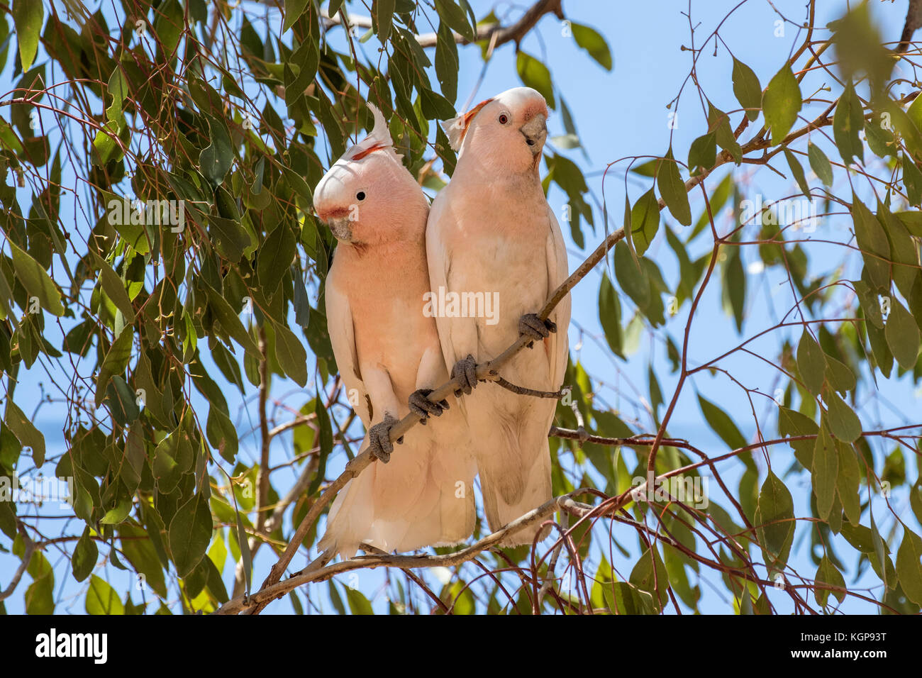 Major Mitchell Cockatoo Stock Photo - Alamy