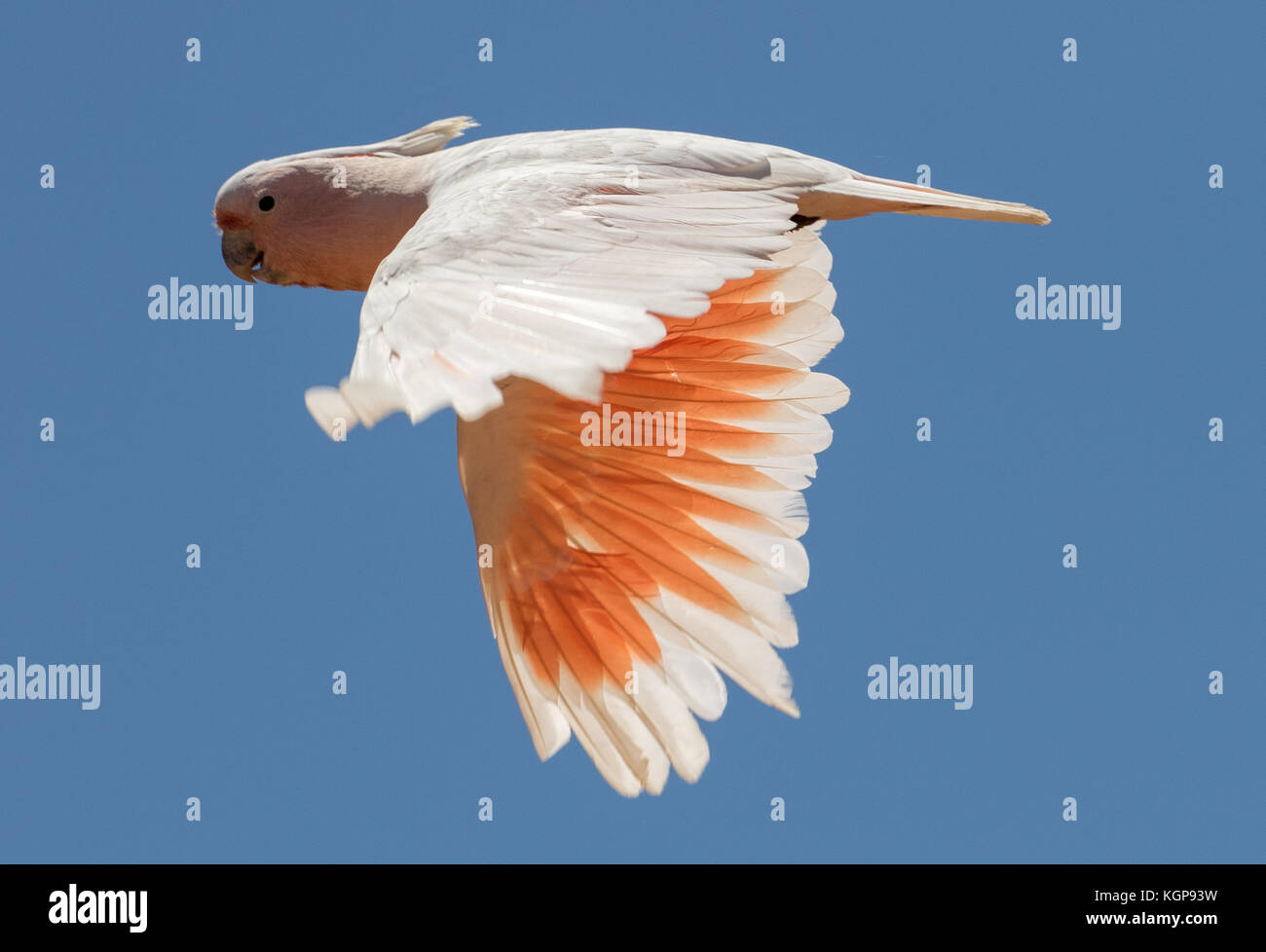 Major mitchell pink cockatoo hi-res stock photography and images - Alamy
