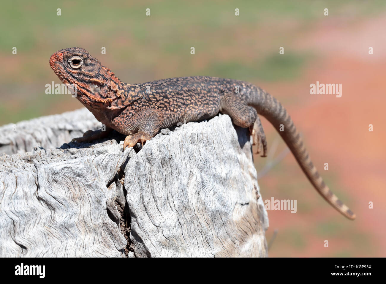 Central Netted Dragon Stock Photo - Alamy