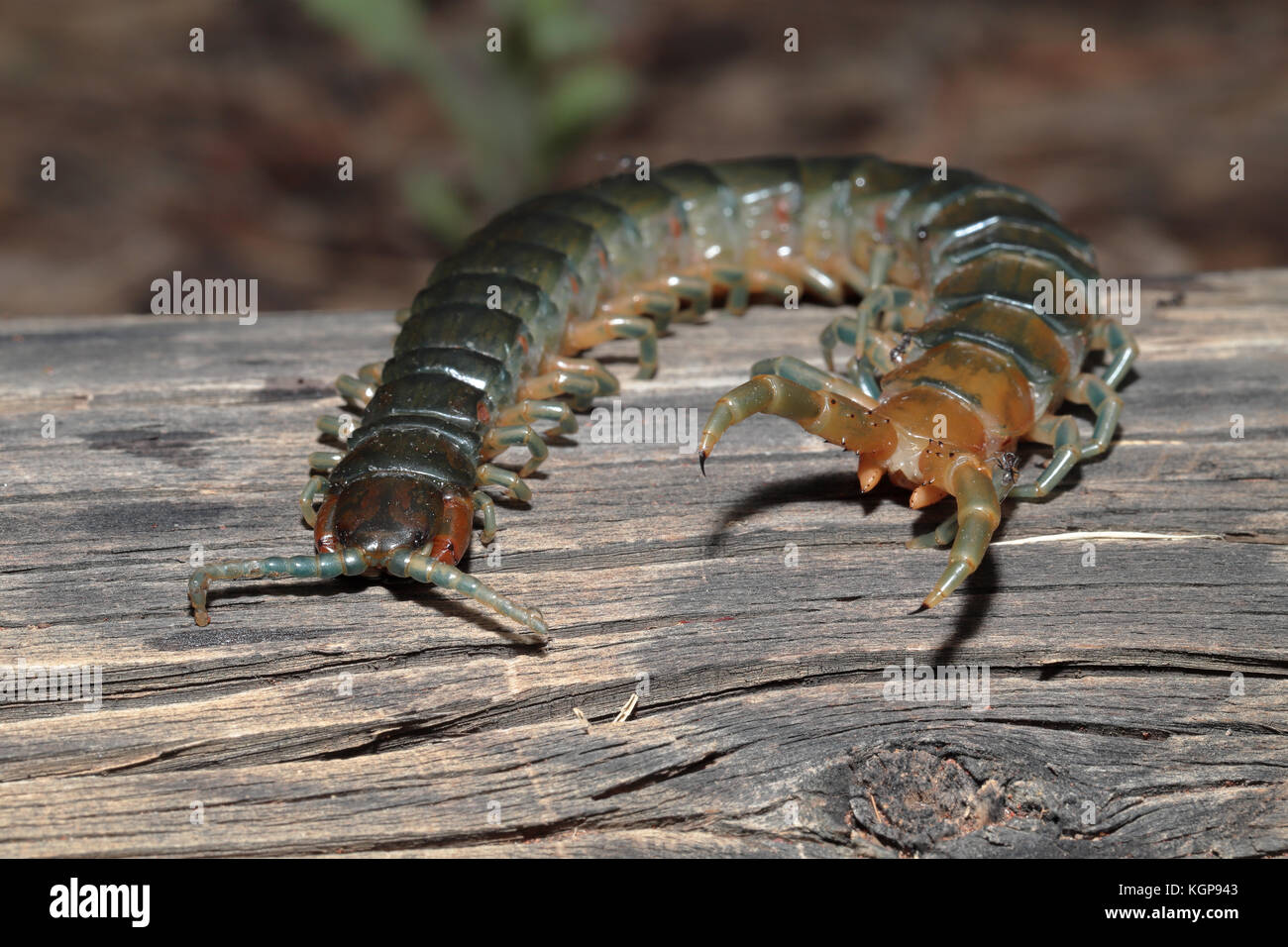 Myriapods hi-res stock photography and images - Alamy