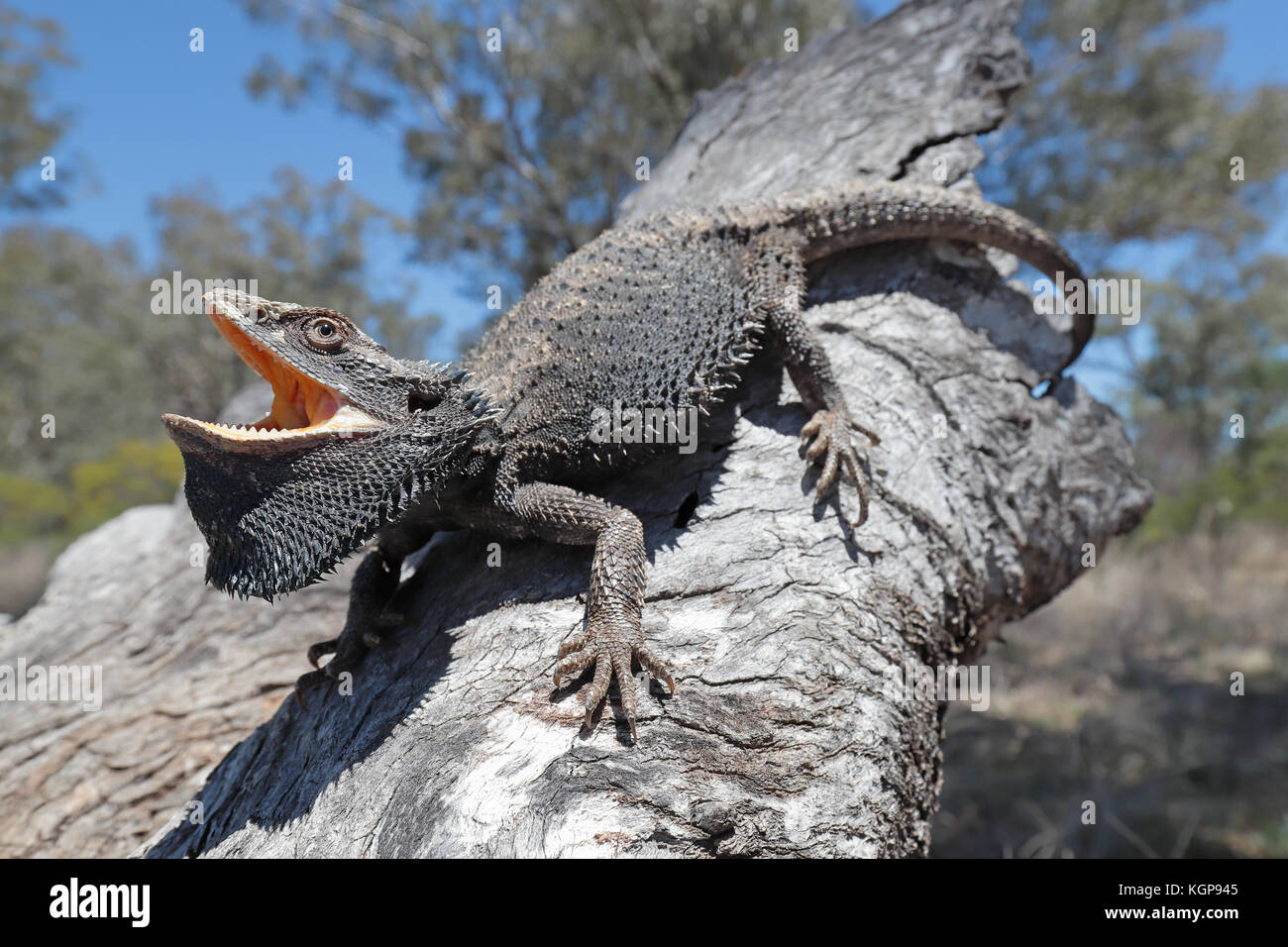 Eastern Bearded Dragon Stock Photo - Alamy