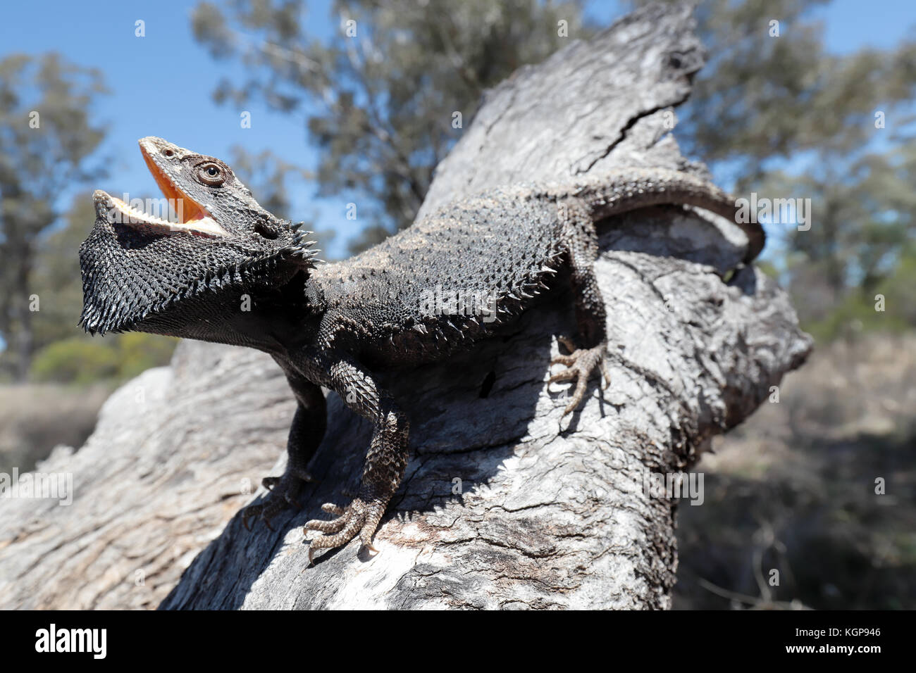 Eastern Bearded Dragon Stock Photo - Alamy