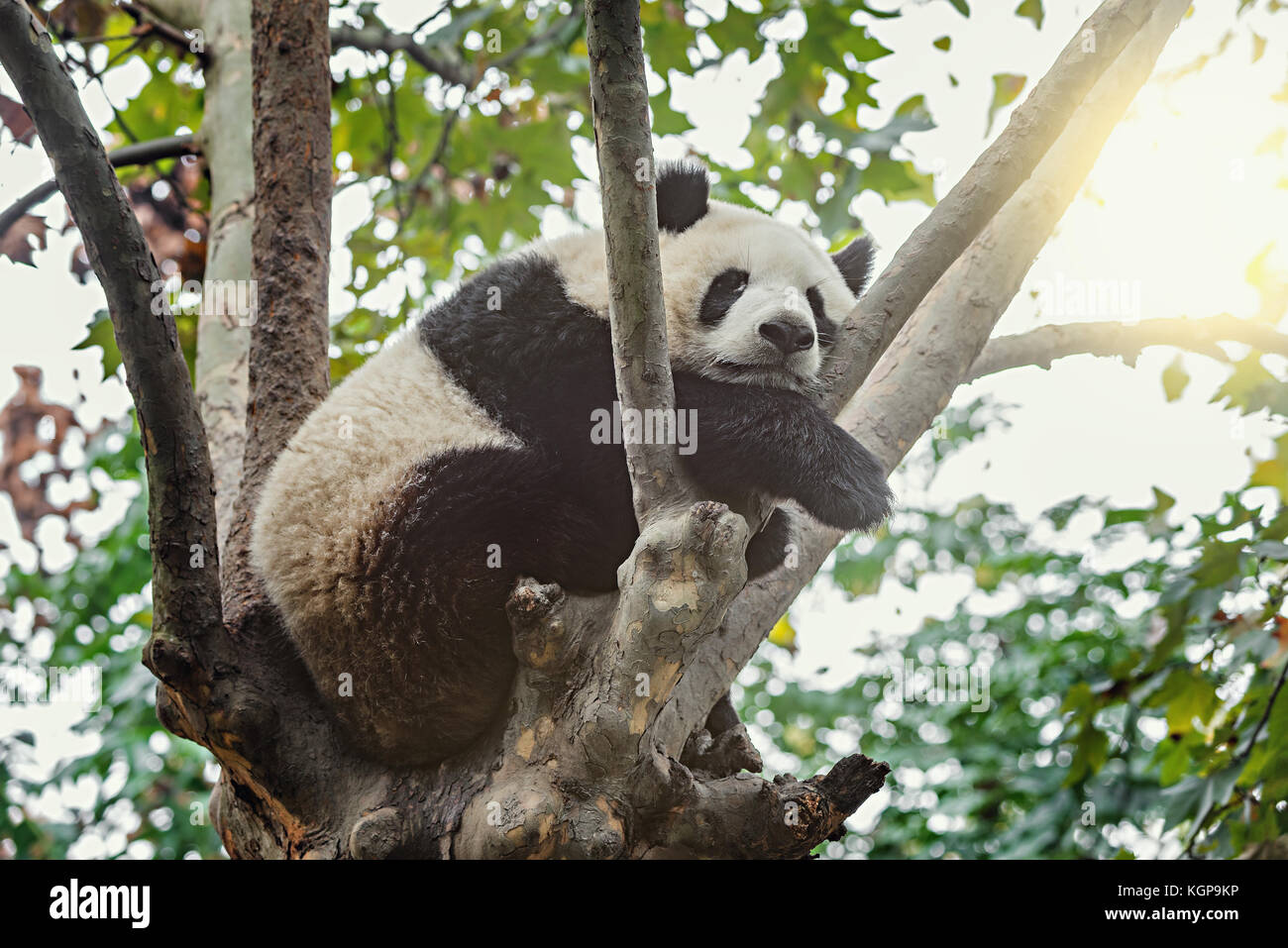 Panda Sleep High Resolution Stock Photography and Images - Alamy