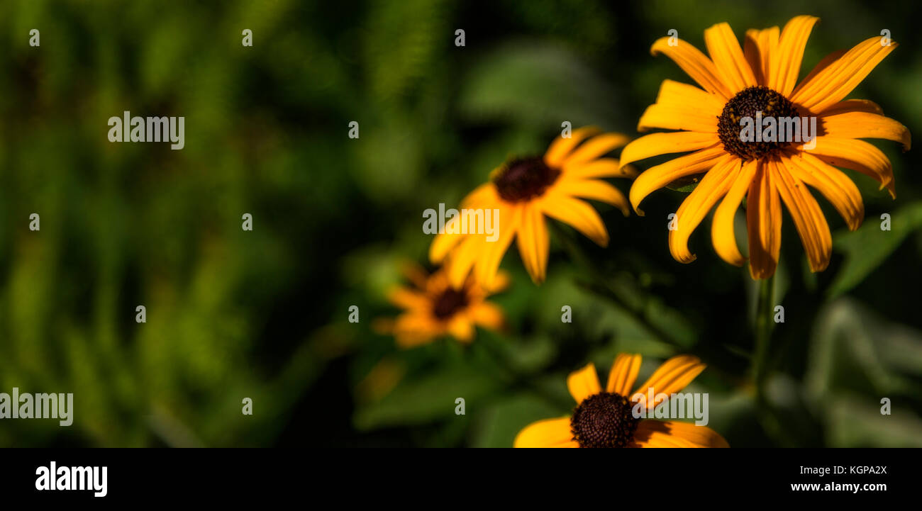 Plants delicate yellow flowers hi-res stock photography and images - Alamy