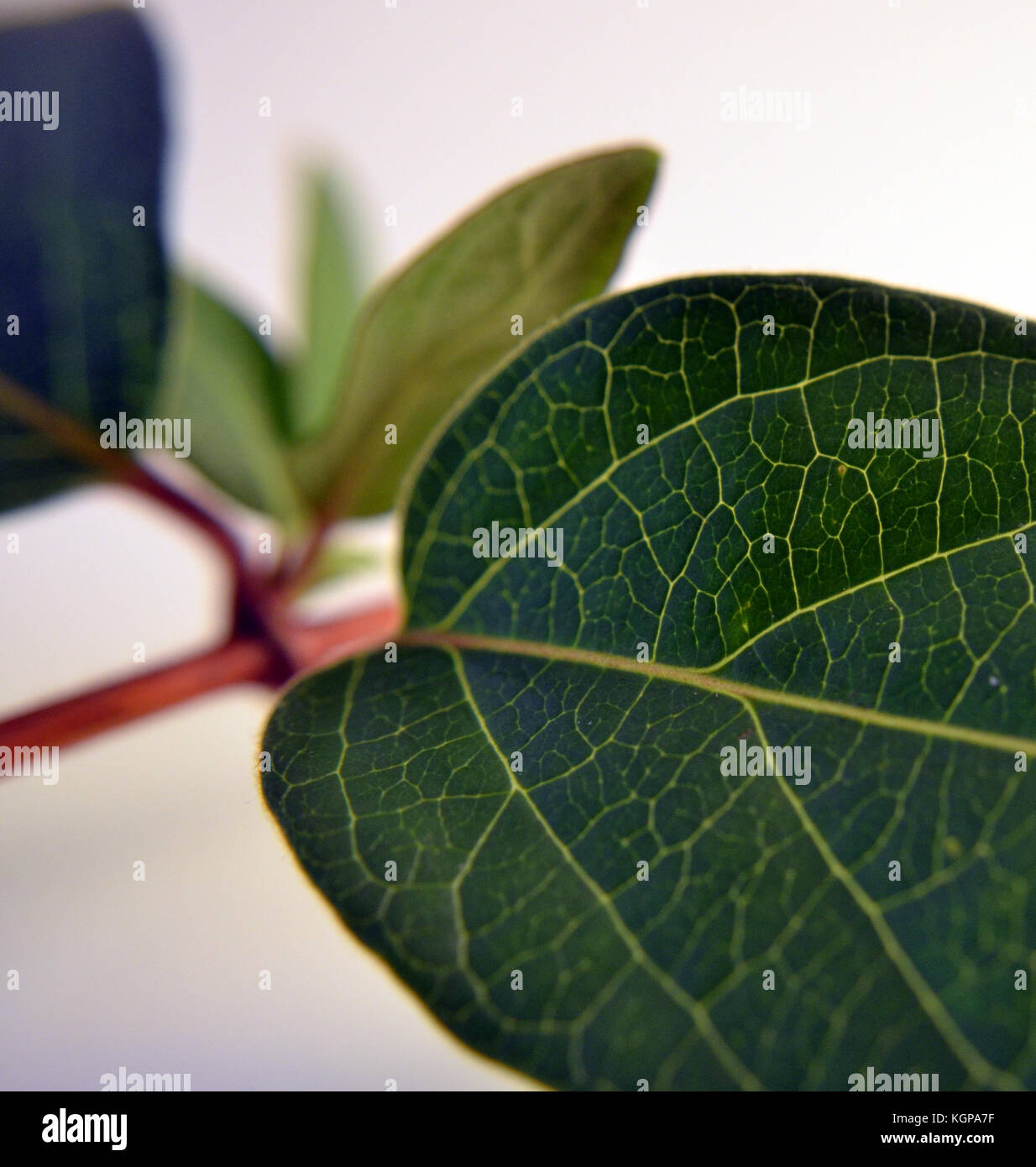 Closeup of the leaf on a stalk of honeysuckle Stock Photo - Alamy
