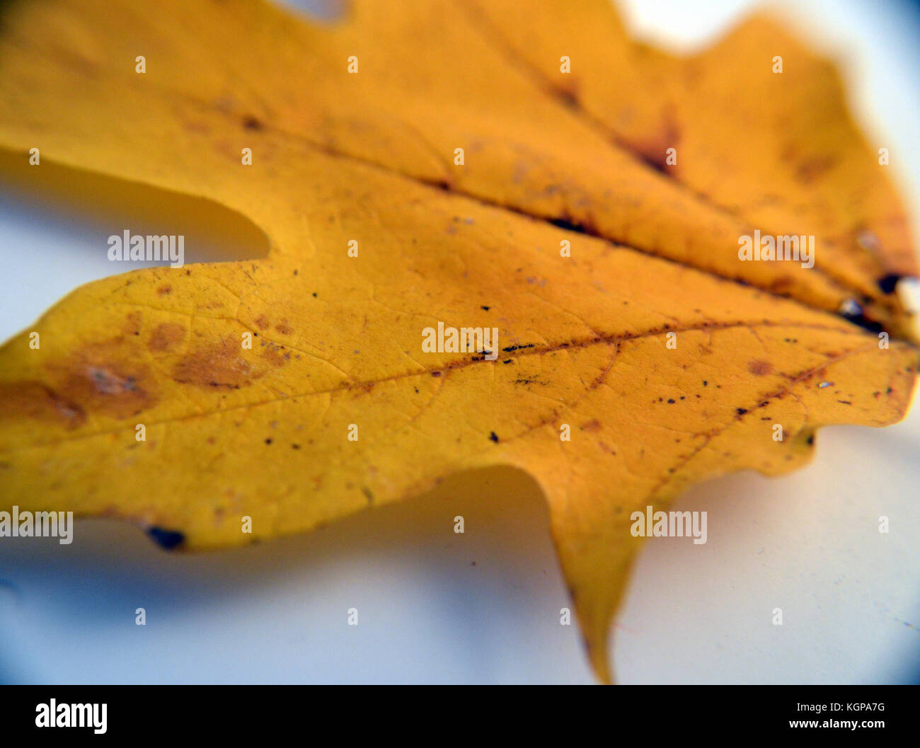 A yellow maple leaf Stock Photo - Alamy