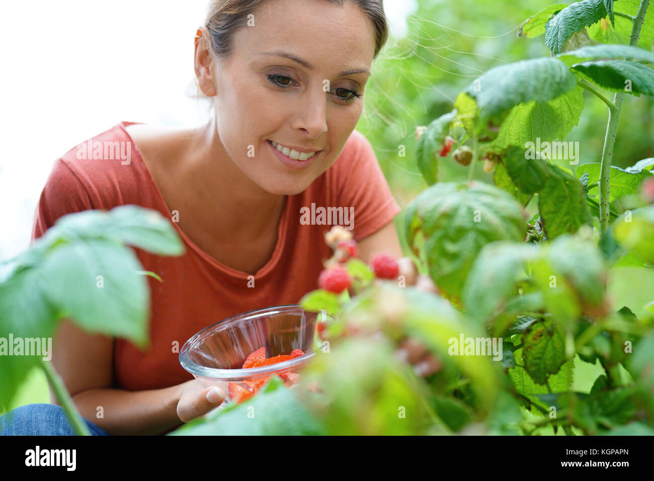Woman picking raspberries in vegetable garden Stock Photo - Alamy