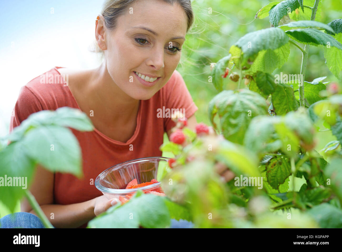 Woman picking raspberries in vegetable garden Stock Photo - Alamy