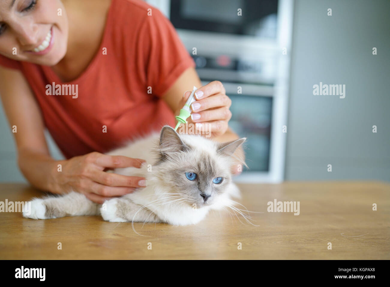 Woman injecting cat product to prevent from fleas Stock Photo - Alamy
