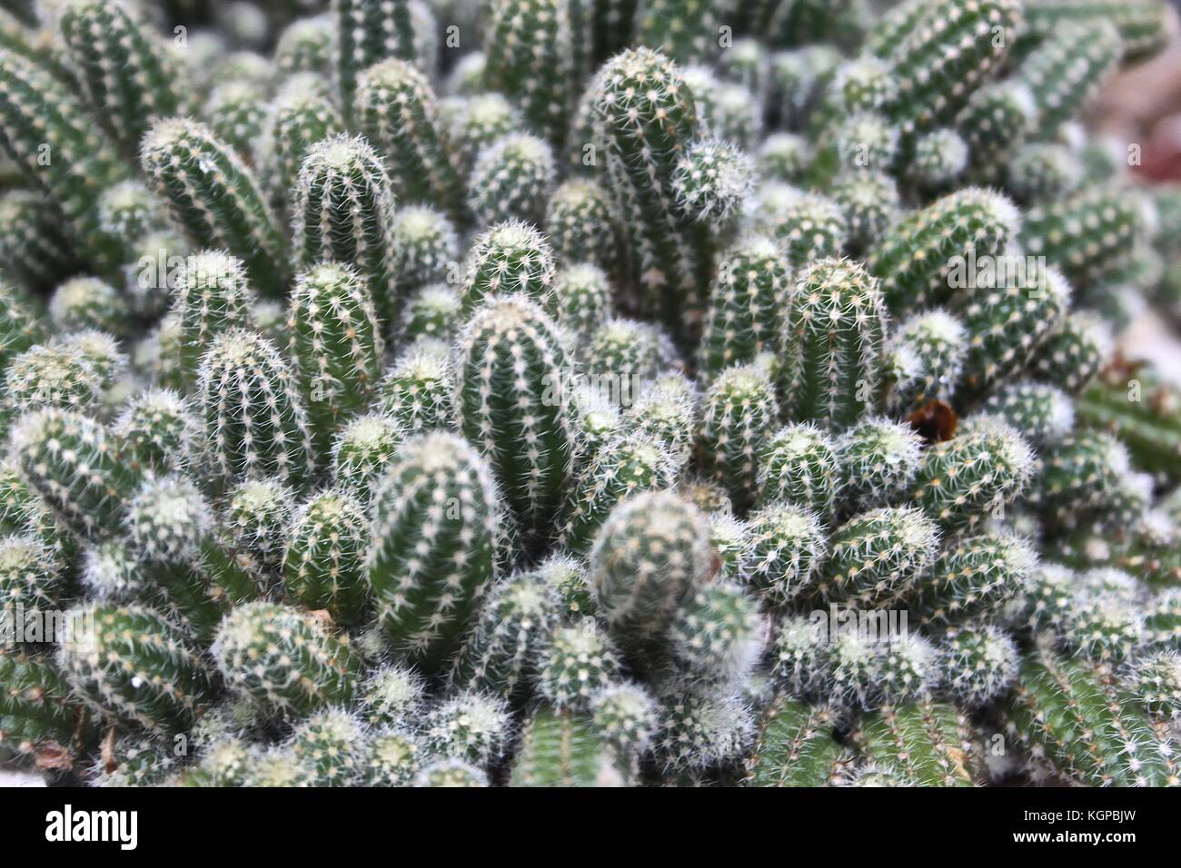 Tiny cactus plant in Croatia Stock Photo - Alamy