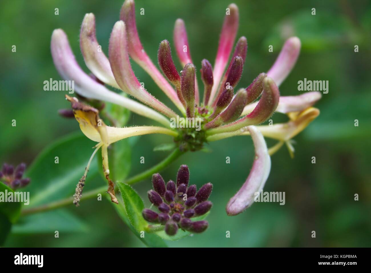 Garden flowergarden flower hi-res stock photography and images - Alamy
