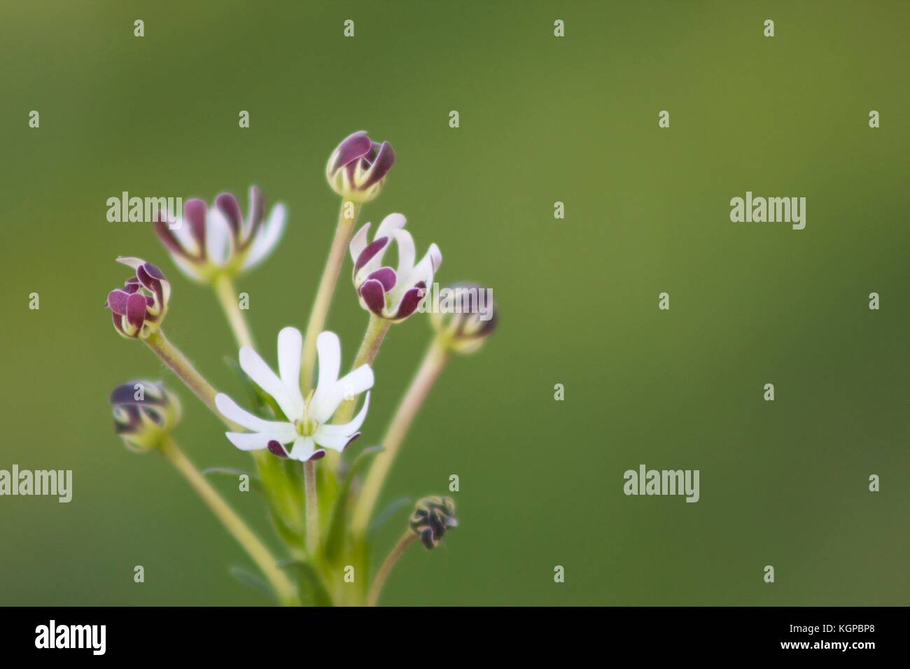 Beautiful swedish flower Stock Photo - Alamy