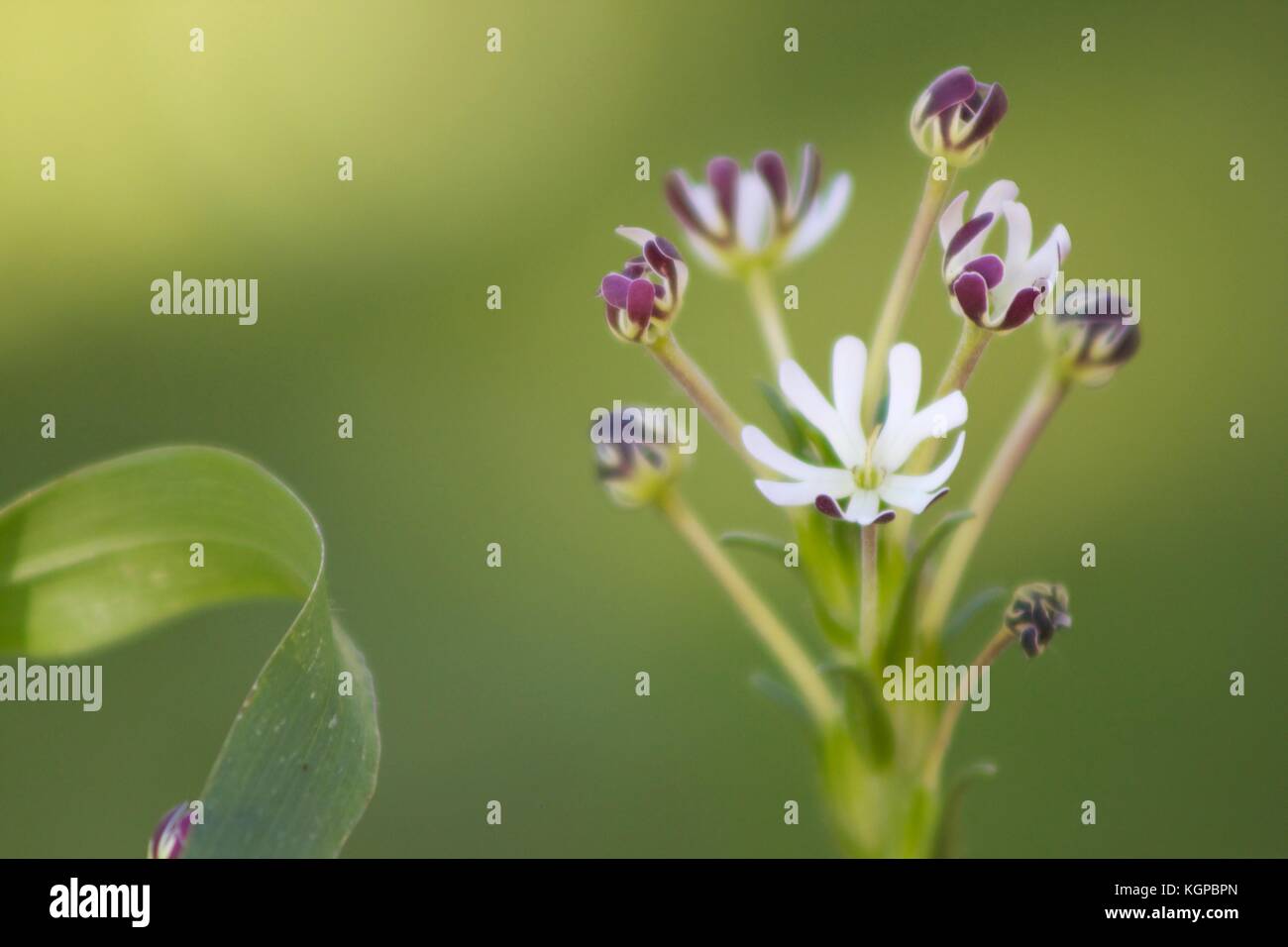 Beautiful swedish flower Stock Photo - Alamy
