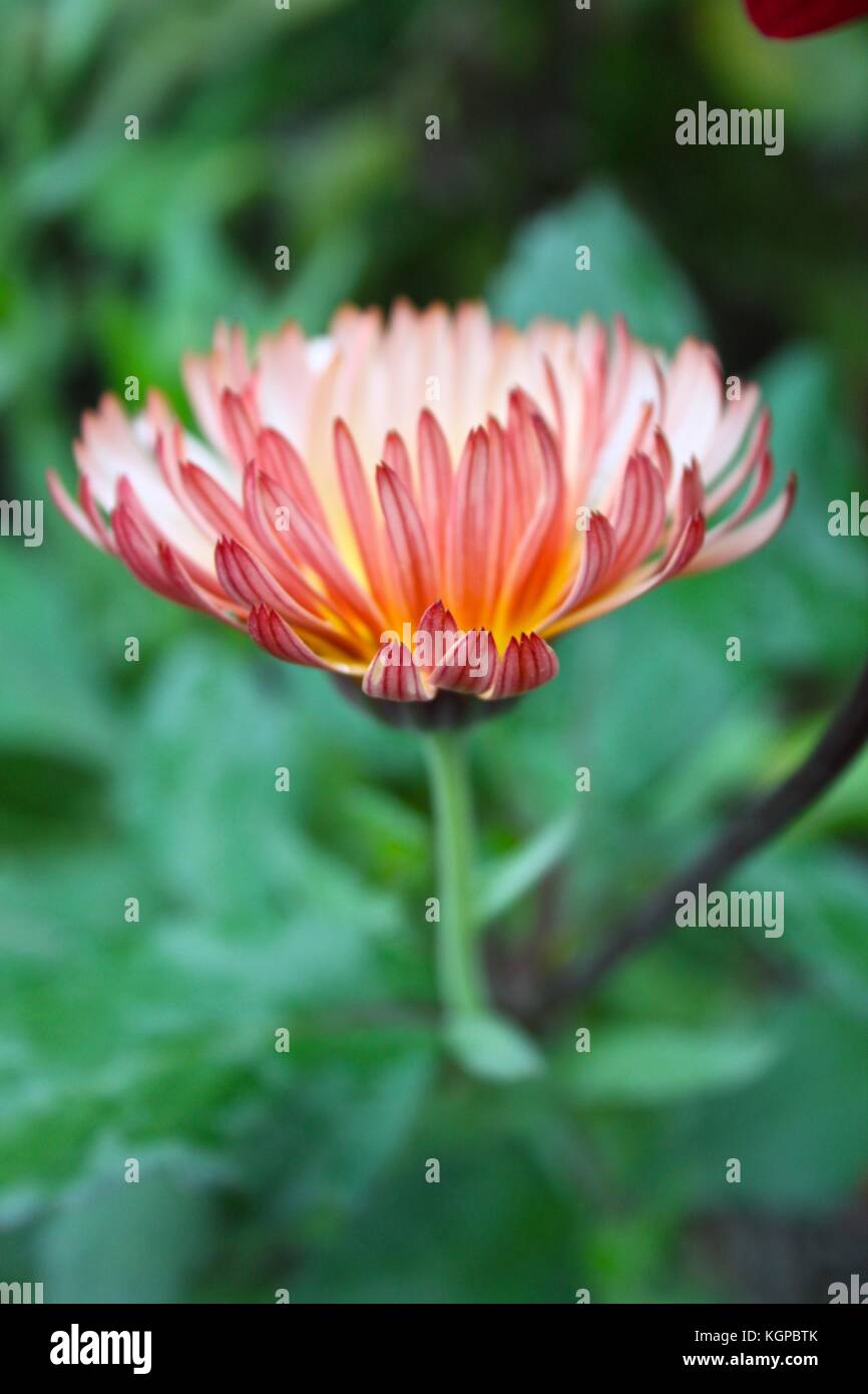 Beautiful swedish flower Stock Photo - Alamy