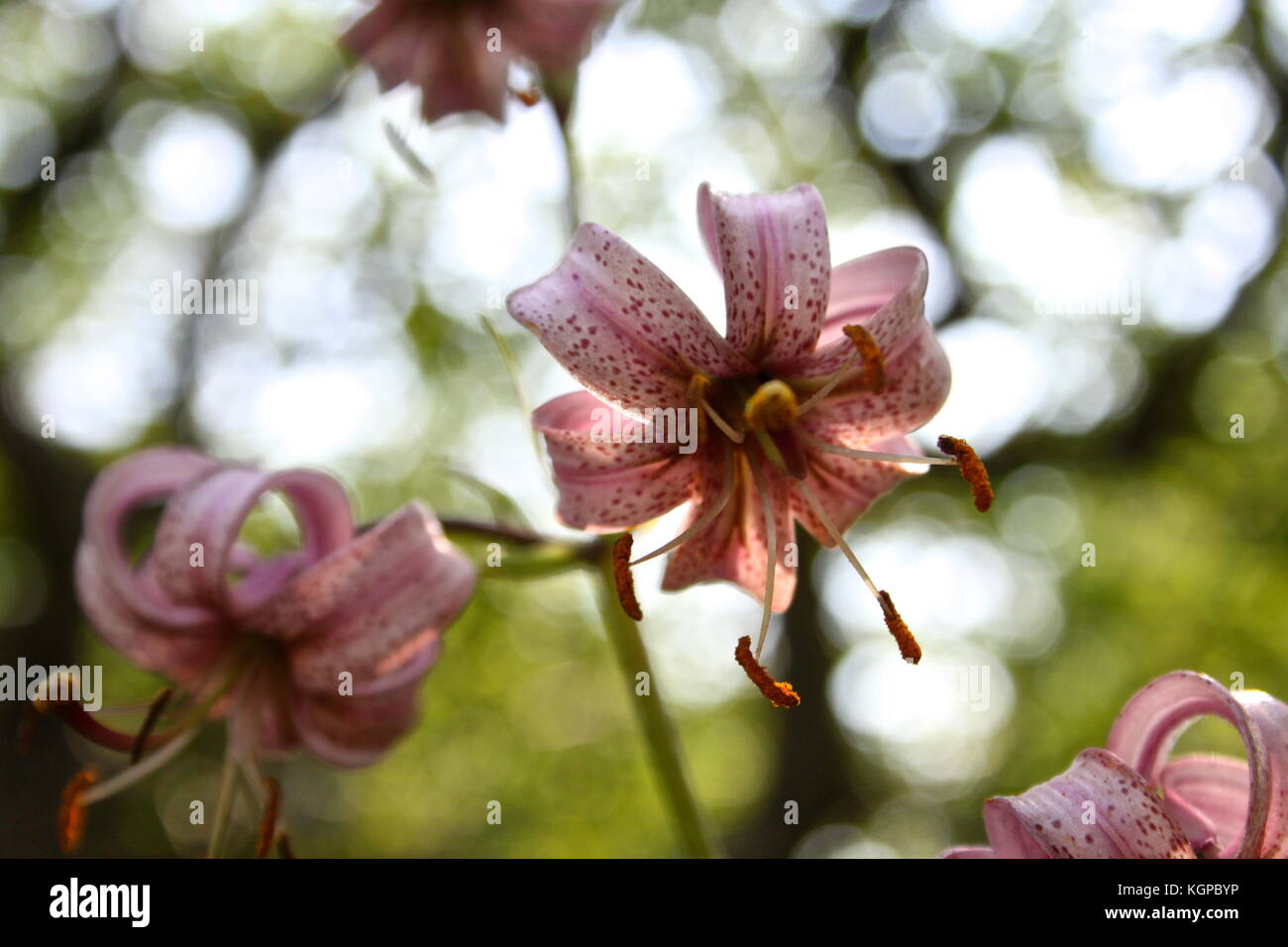 Beautiful swedish flower Stock Photo - Alamy