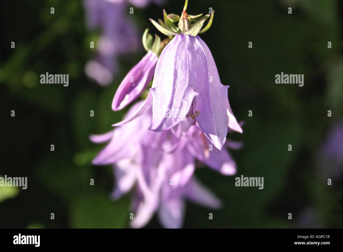 Beautiful swedish flower Stock Photo - Alamy