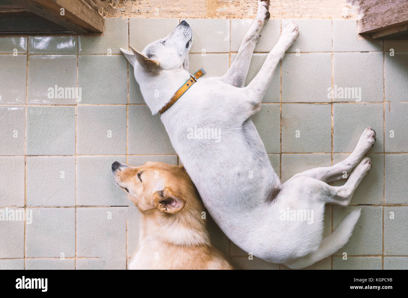 Sleeping dog on topview Stock Photo - Alamy
