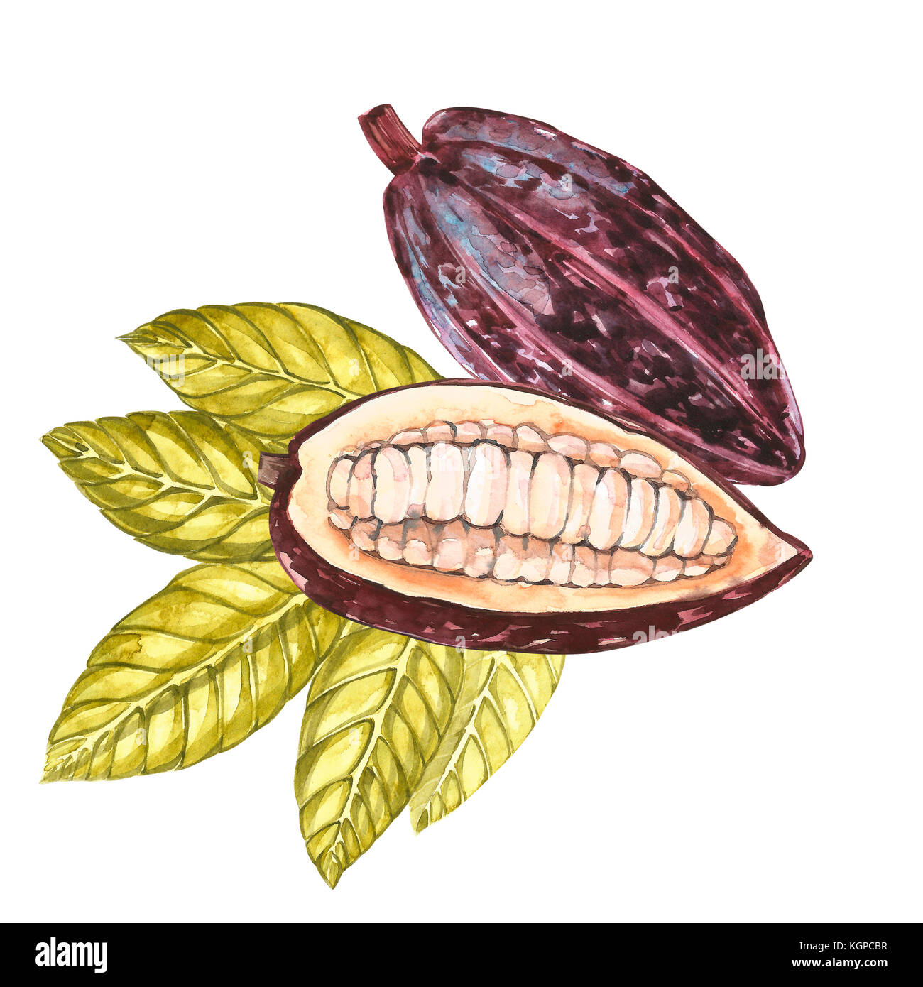 Cacao Tree Botanical Drawing Stock Photos & Cacao Tree Botanical ...