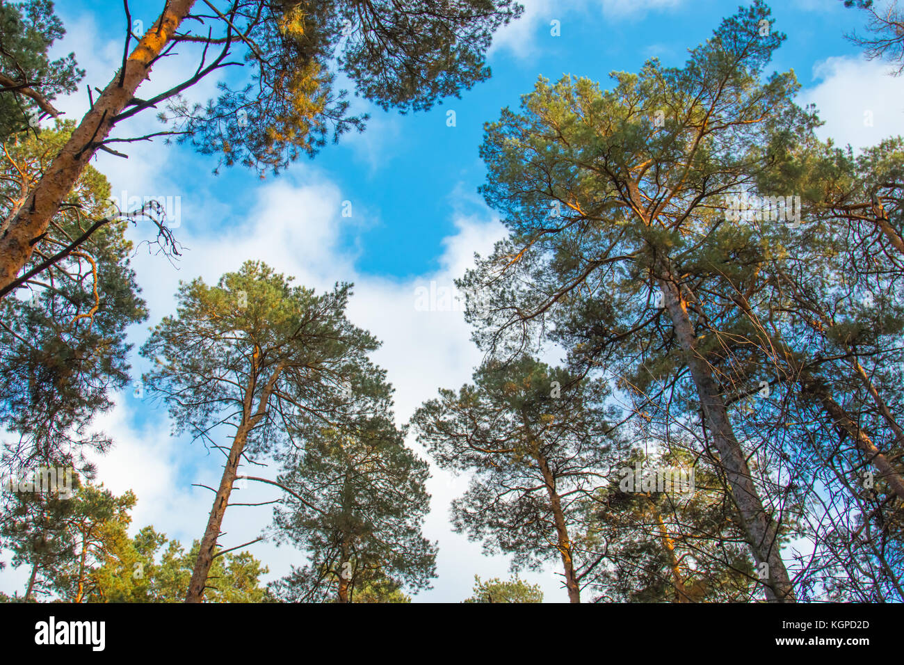 Crowns of coniferous trees against a bright blue sky in the forest ...