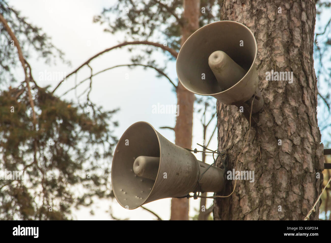 Loudspeakers on the trunk of coniferous trees in the autumn Stock Photo ...