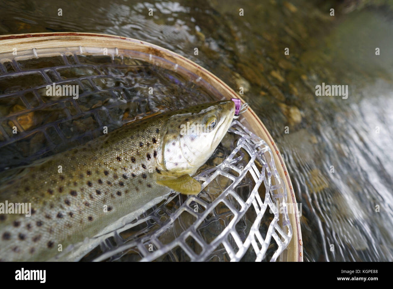 Close-up brown trout fly catch Stock Photo - Alamy