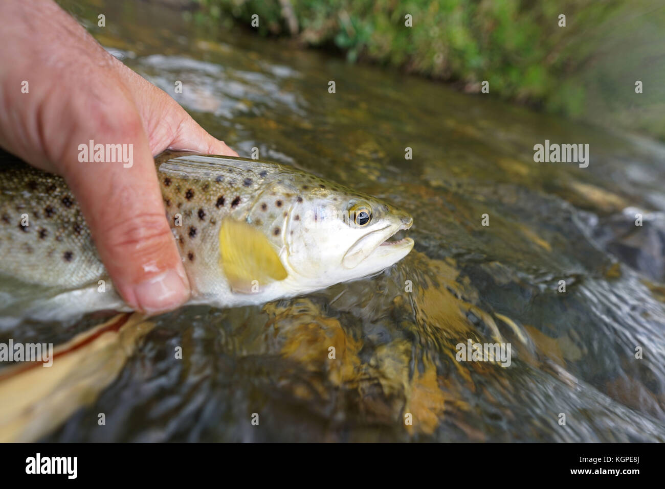 Close-up brown trout fly catch Stock Photo - Alamy