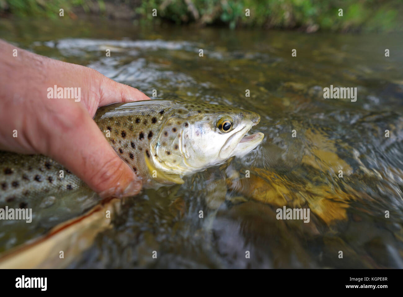 Close-up brown trout fly catch Stock Photo - Alamy