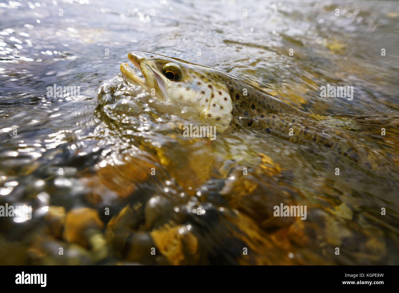 Close-up brown trout fly catch Stock Photo - Alamy