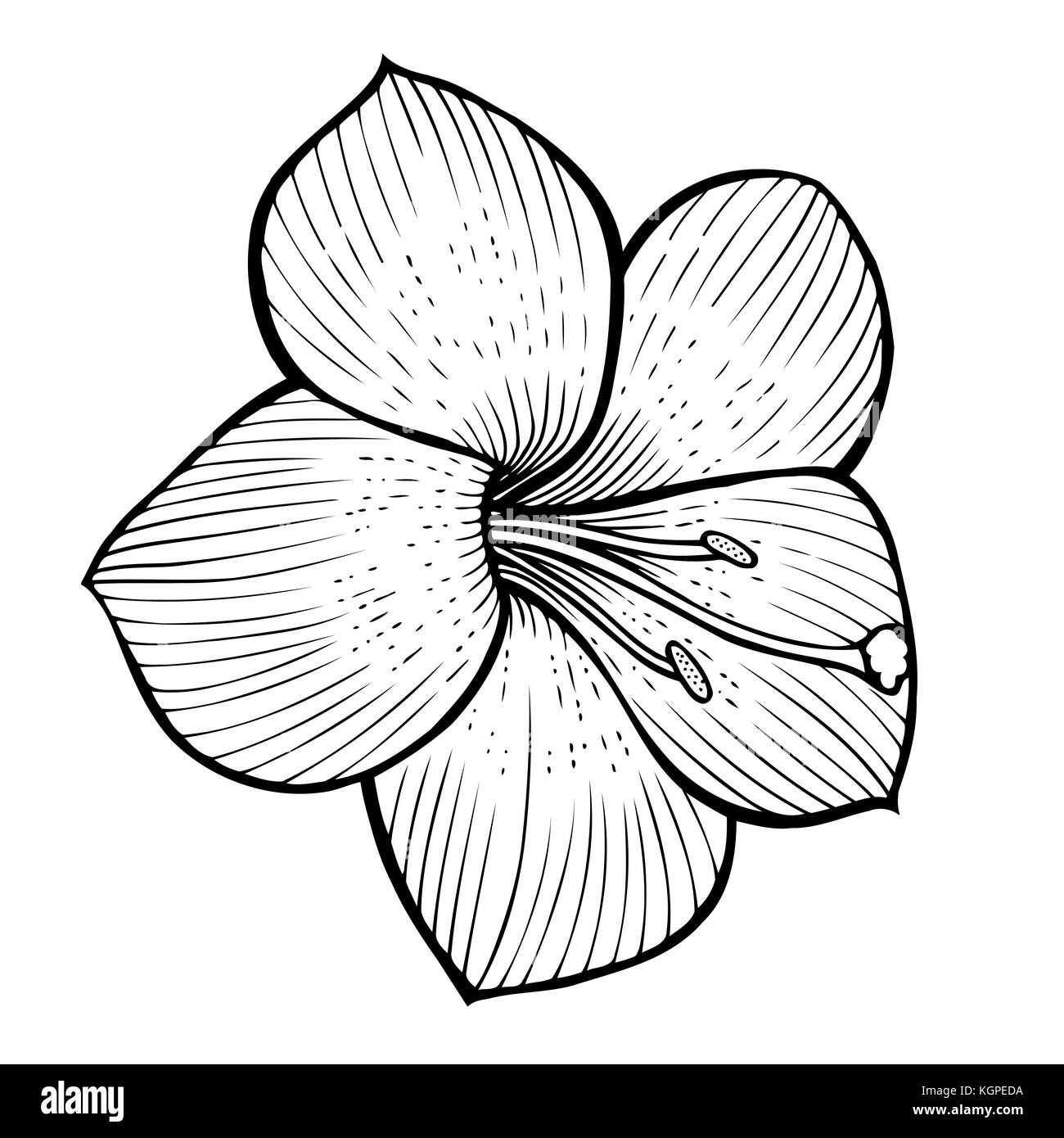 Flower etching hi-res stock photography and images - Alamy