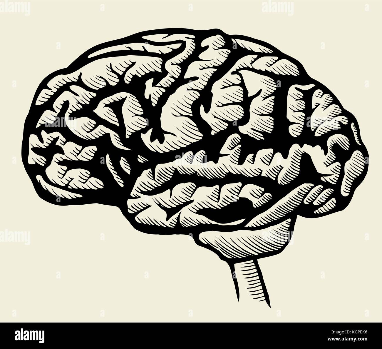 Engraving brain illustration in gray scale monochrome color on white ...