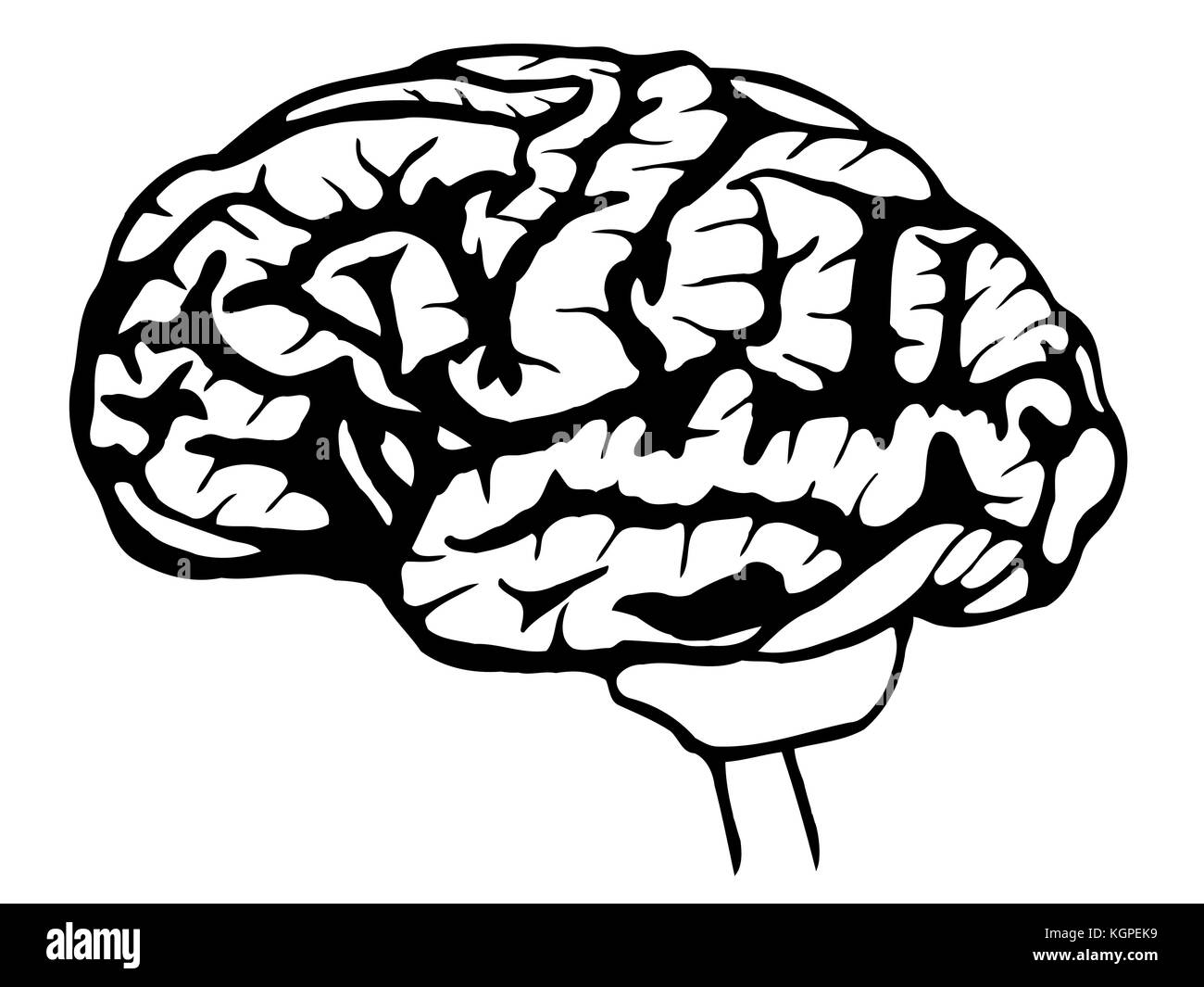 sketch brain illustration in gray scale monochrome color on white ...