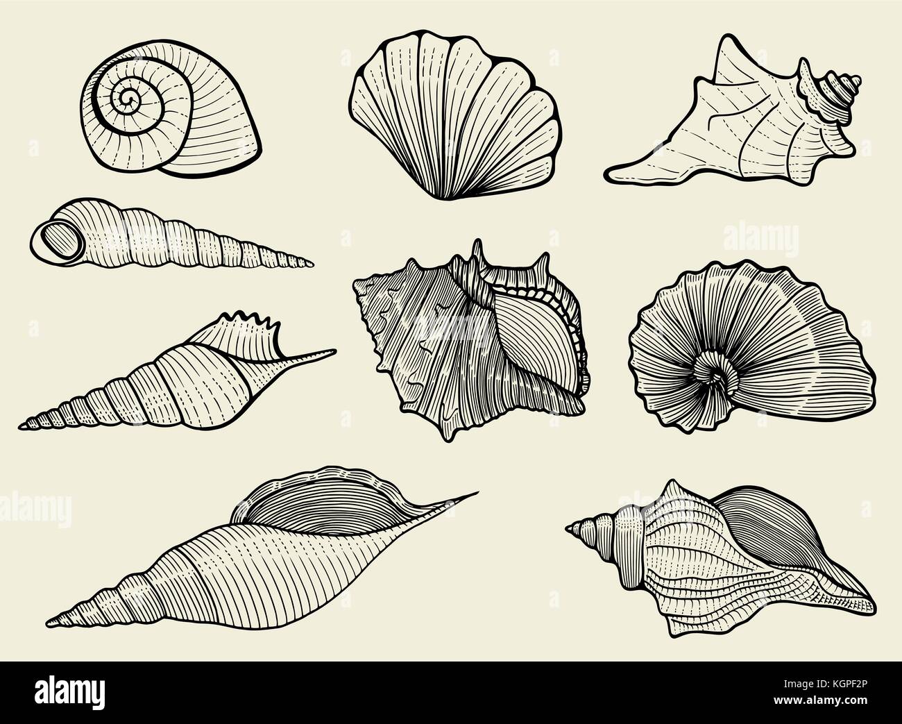 Vector illustration with different seashells on beige background Stock ...