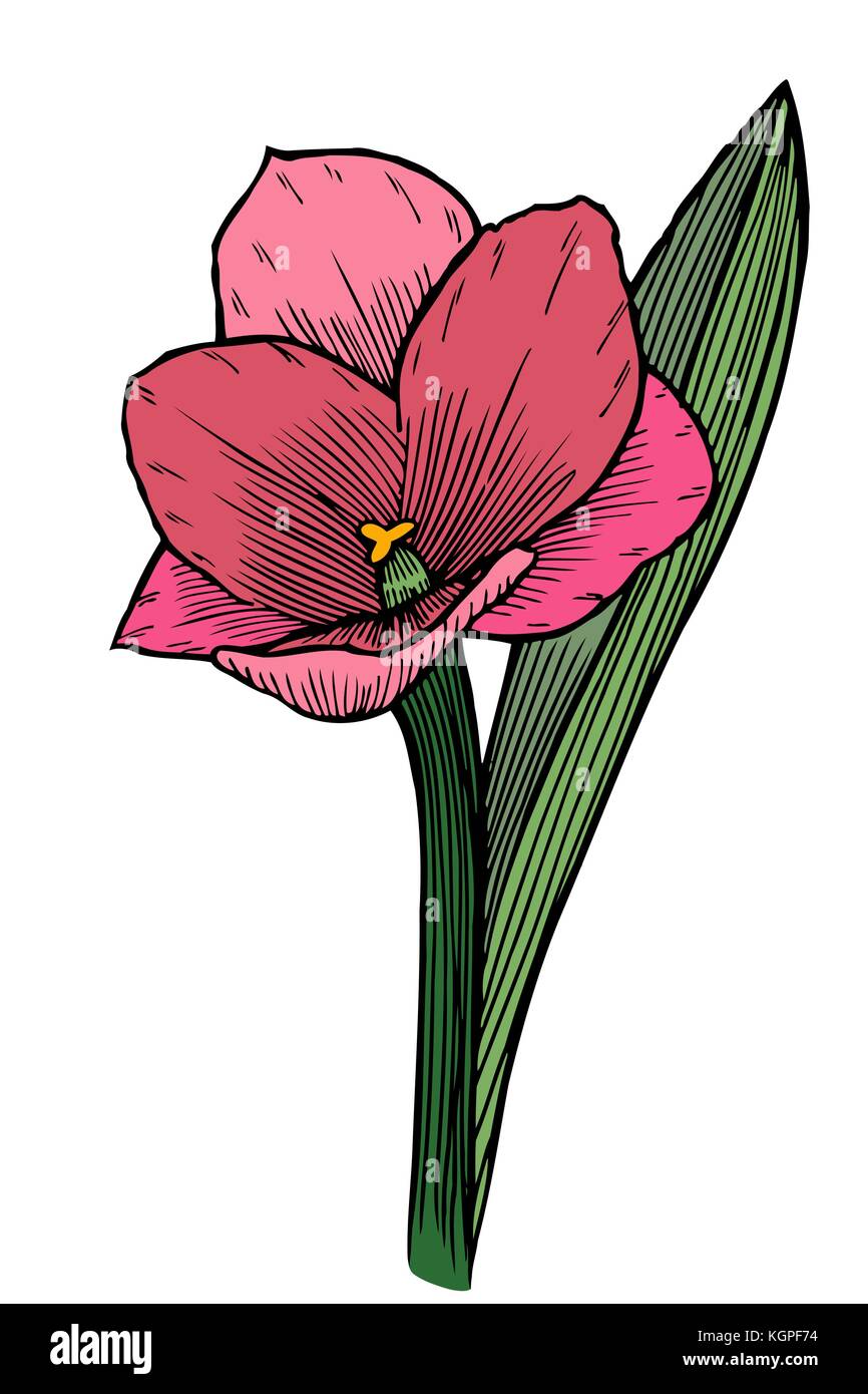 Red Lily flowers. Vector illustration, isolated on white Stock Vector ...