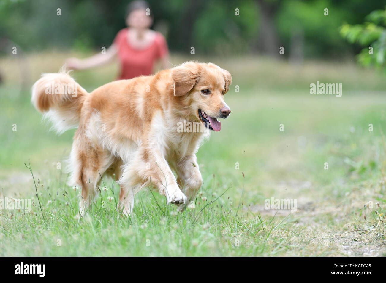 Golden retriever dog playing at the park Stock Photo - Alamy