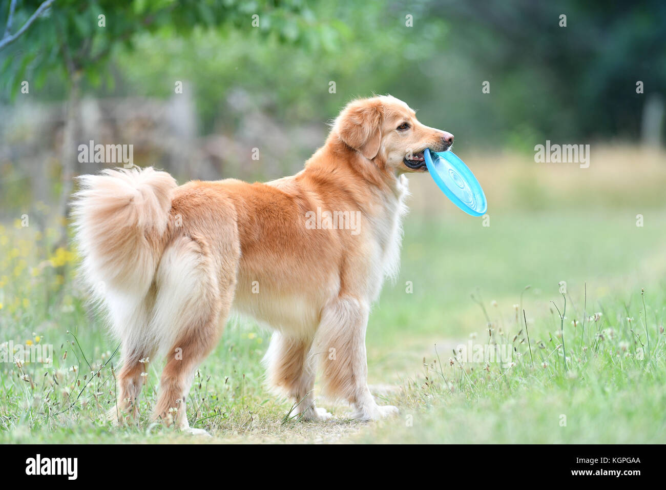 Golden retriever dog playing at the park Stock Photo - Alamy