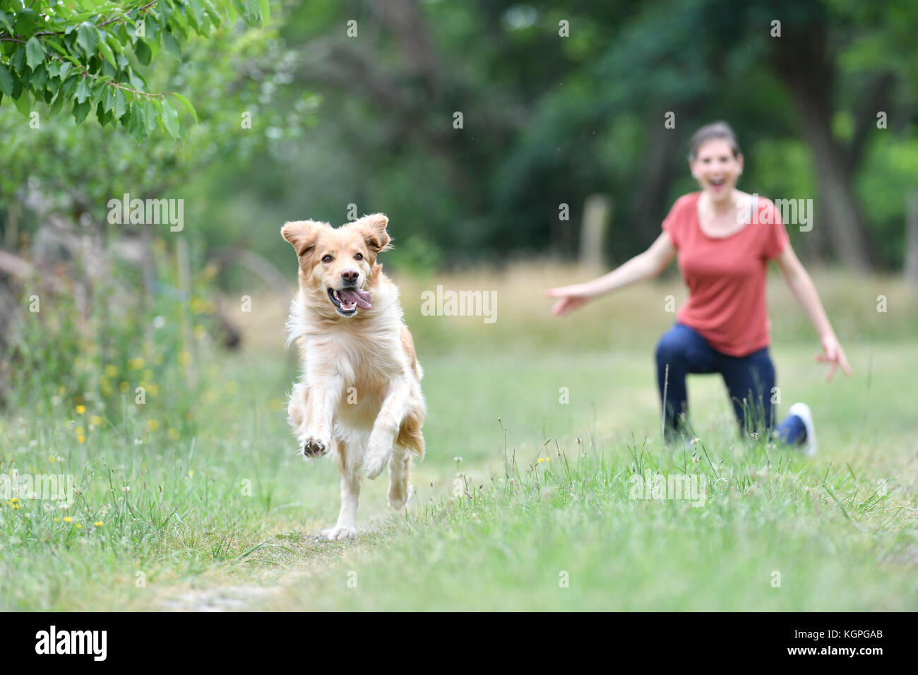 Frisbee Dog Stock Photos & Frisbee Dog Stock Images - Alamy