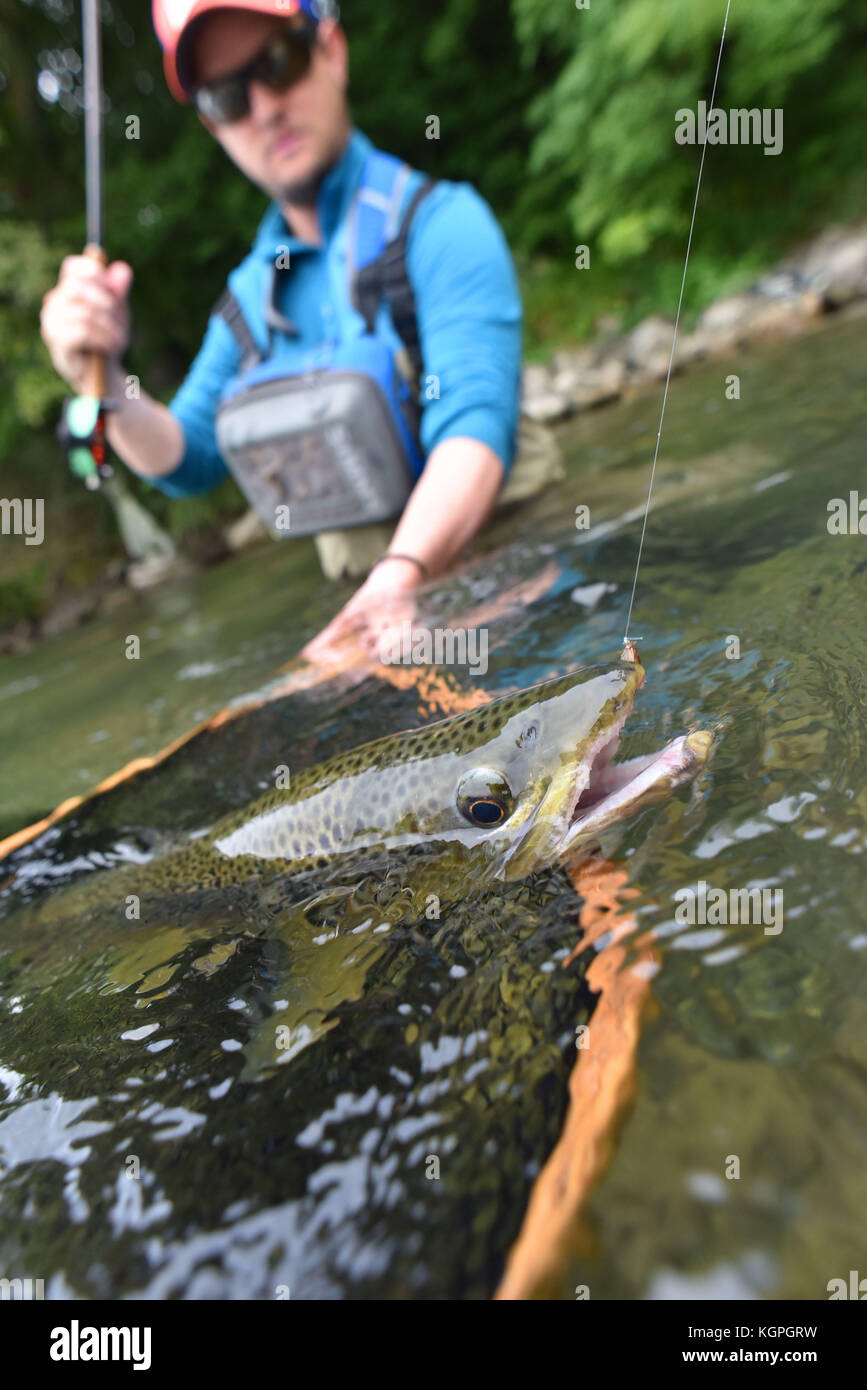 Fly fisherman catching brown trout in river Stock Photo - Alamy