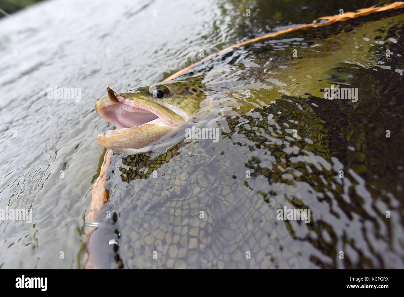 Fish being hooked hi-res stock photography and images - Alamy