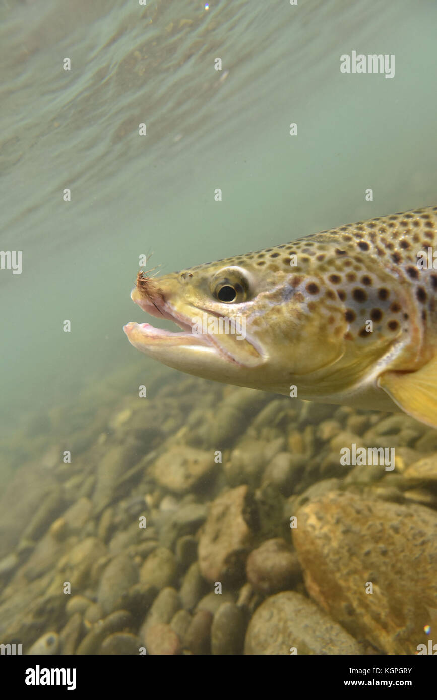 Closeup of brown trout being caught, underwater Stock Photo - Alamy