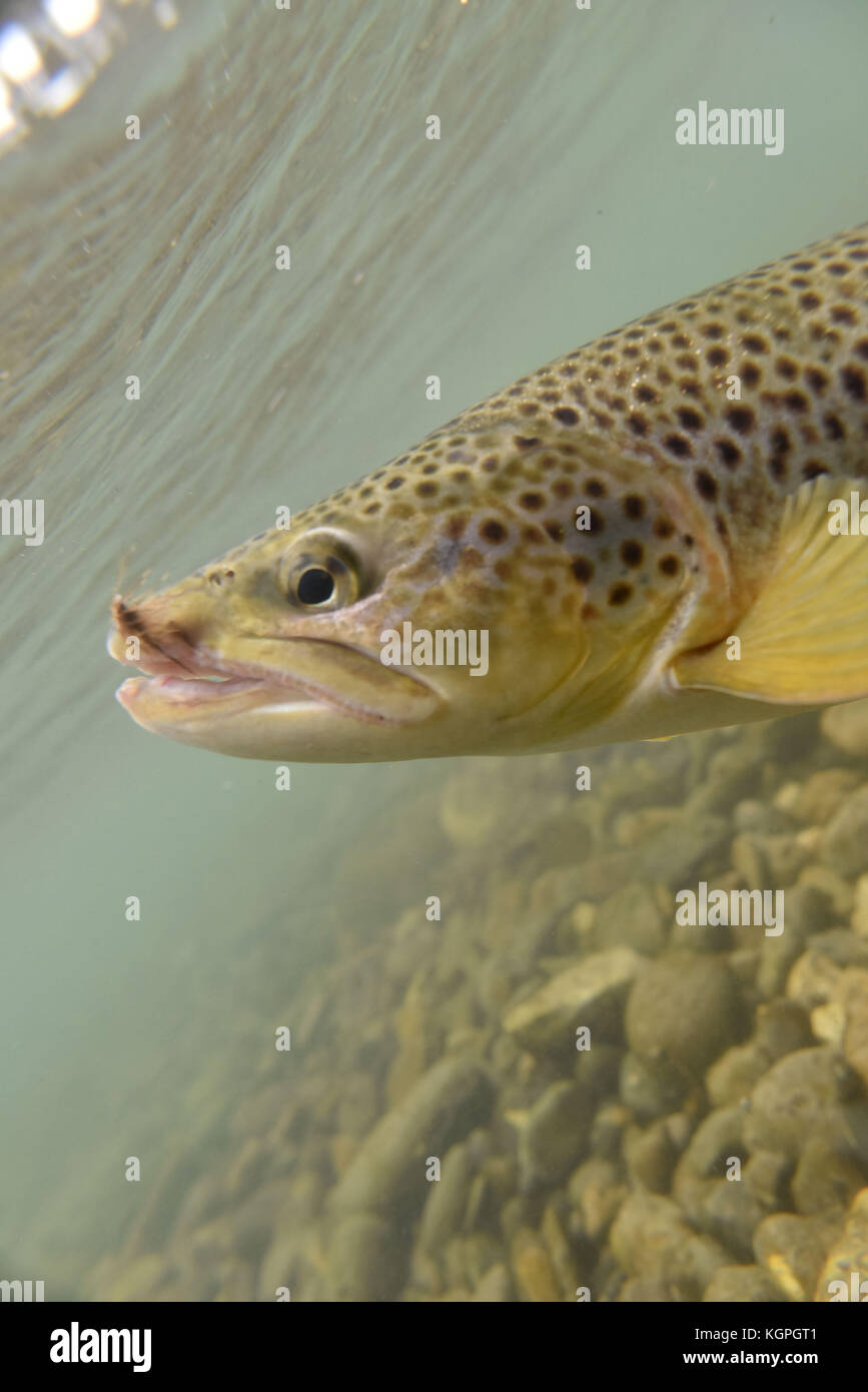 Closeup of brown trout being caught, underwater Stock Photo - Alamy