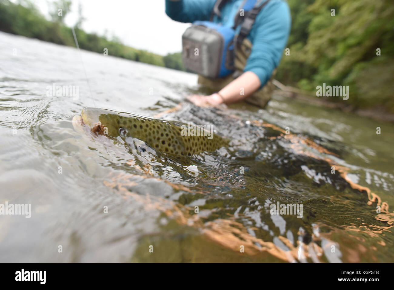 Closeup of brown trout being caught by flyfisherman Stock Photo - Alamy