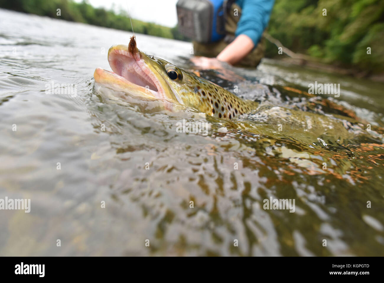 Fish Being Hooked High Resolution Stock Photography and Images - Alamy