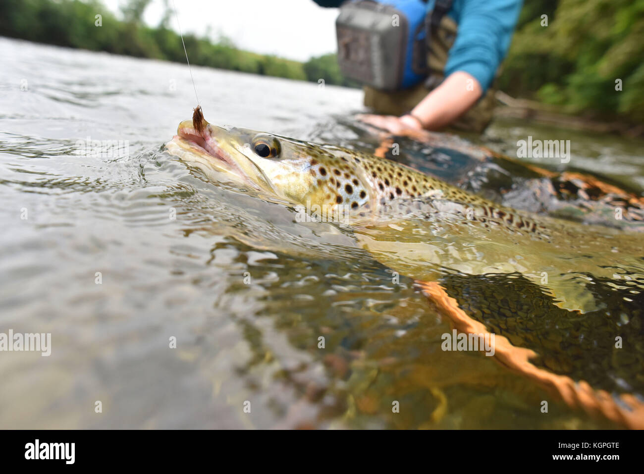Fish Being Hooked High Resolution Stock Photography and Images - Alamy