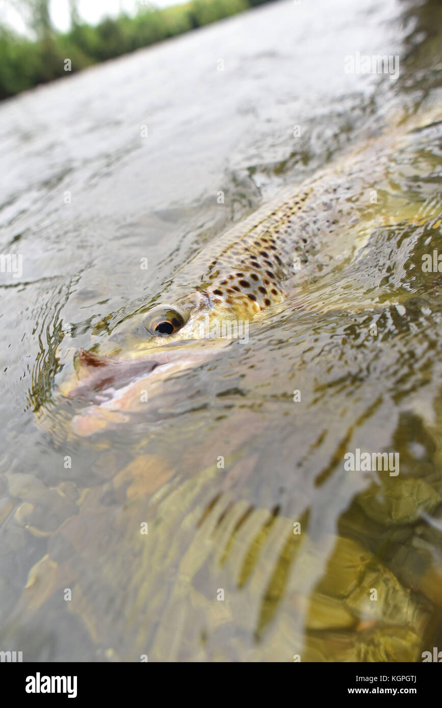 Brown trout fish hi-res stock photography and images - Alamy