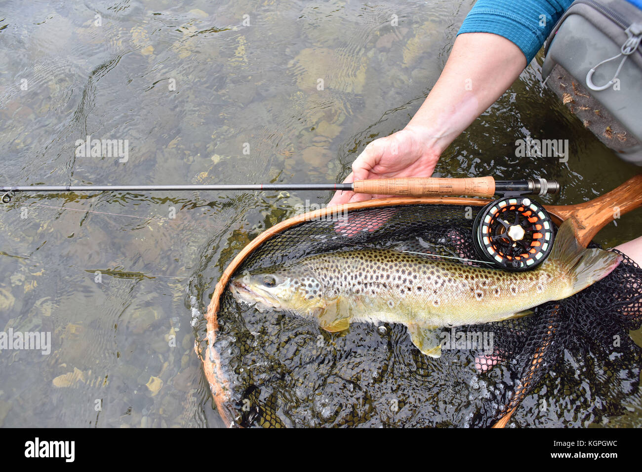Brown trout fish hi-res stock photography and images - Alamy