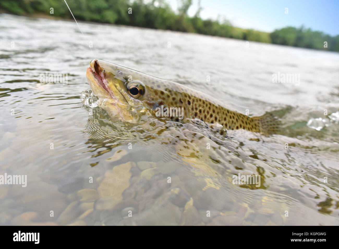 Brown trout fish hi-res stock photography and images - Alamy