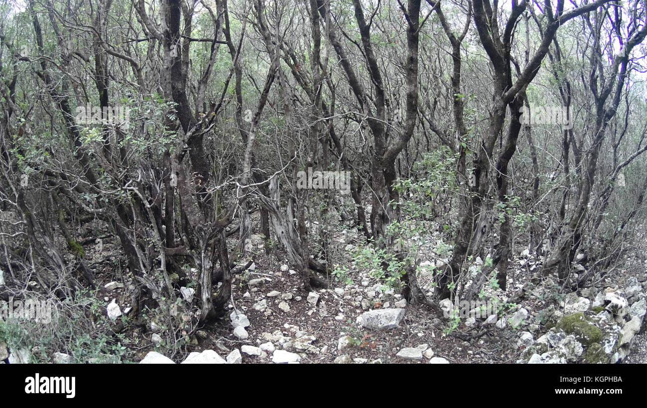 Trees and thick vegetation in the forest Stock Photo - Alamy