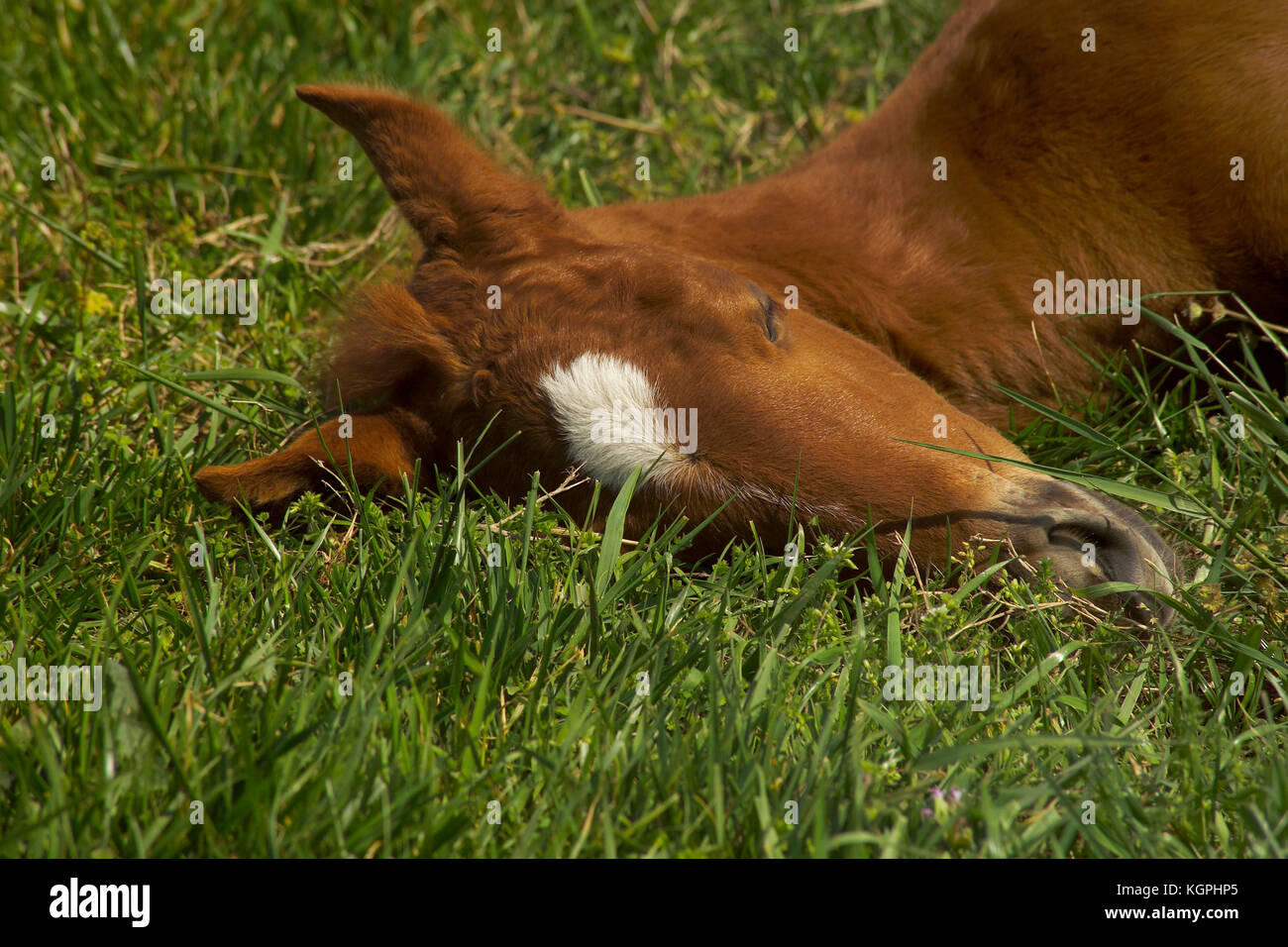 CLOSE-UP OF FOAL LAYING IN PASTURE, AT THE UNIVERSITY OF GEORGIA'S ...