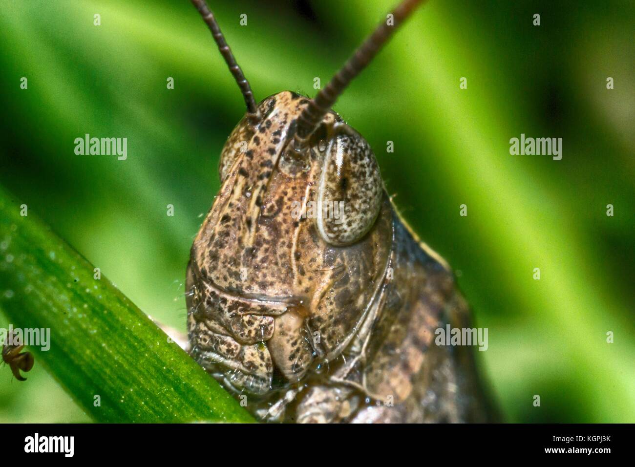Locust eyes hi-res stock photography and images - Alamy