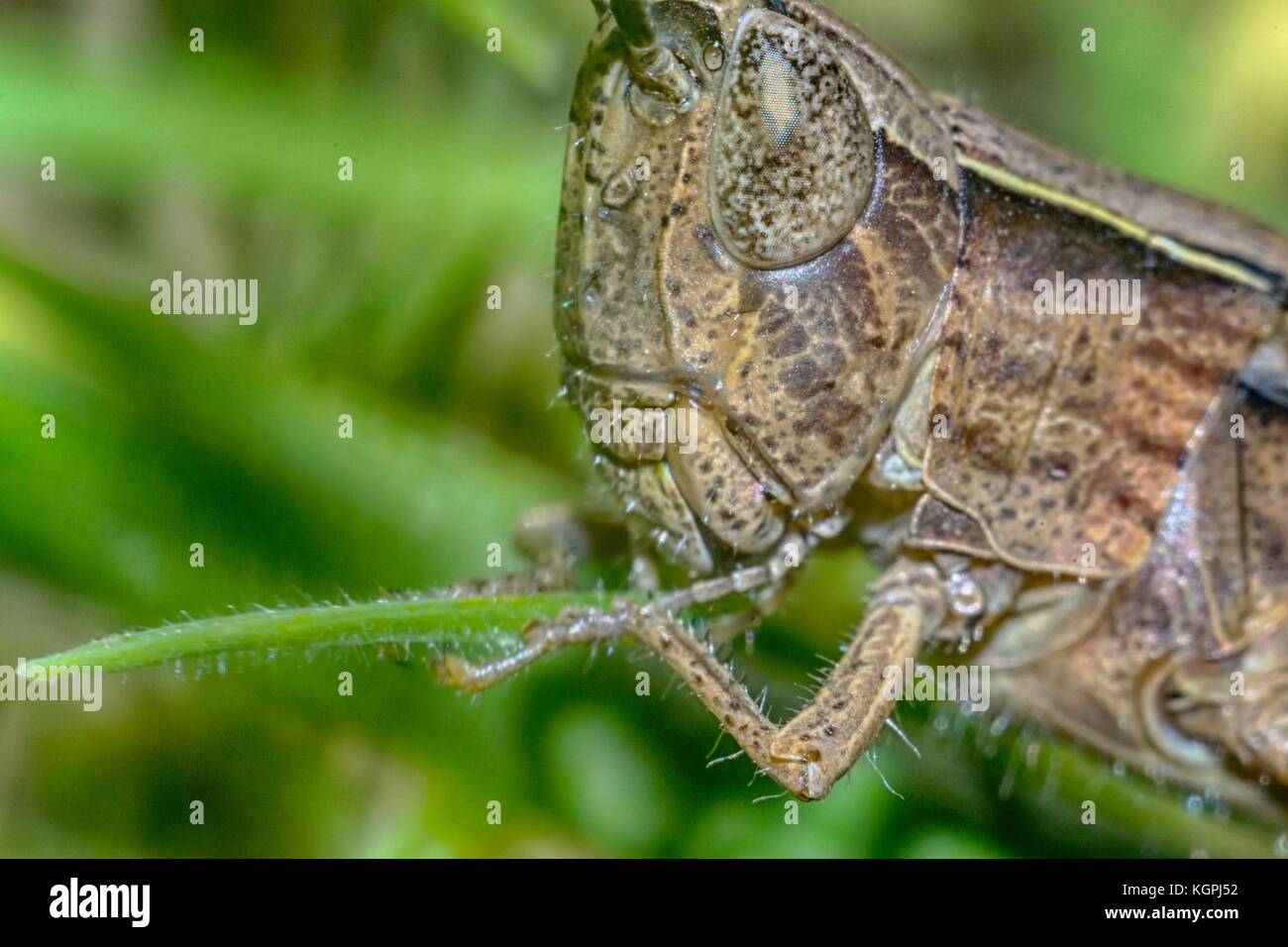 Head with feelers hi-res stock photography and images - Alamy